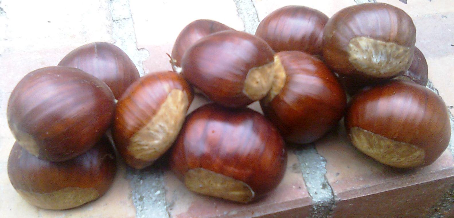 Buona la qualità dei Marroni nel Piceno | Piceno News 24